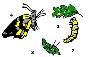 Vse to že vem! - Živali (2)